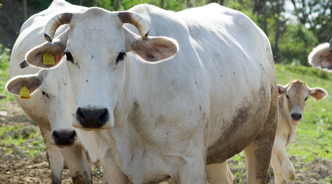 Chianina Allevamento - Mucca Bianca di Arezzo e Siena | Foodoteka