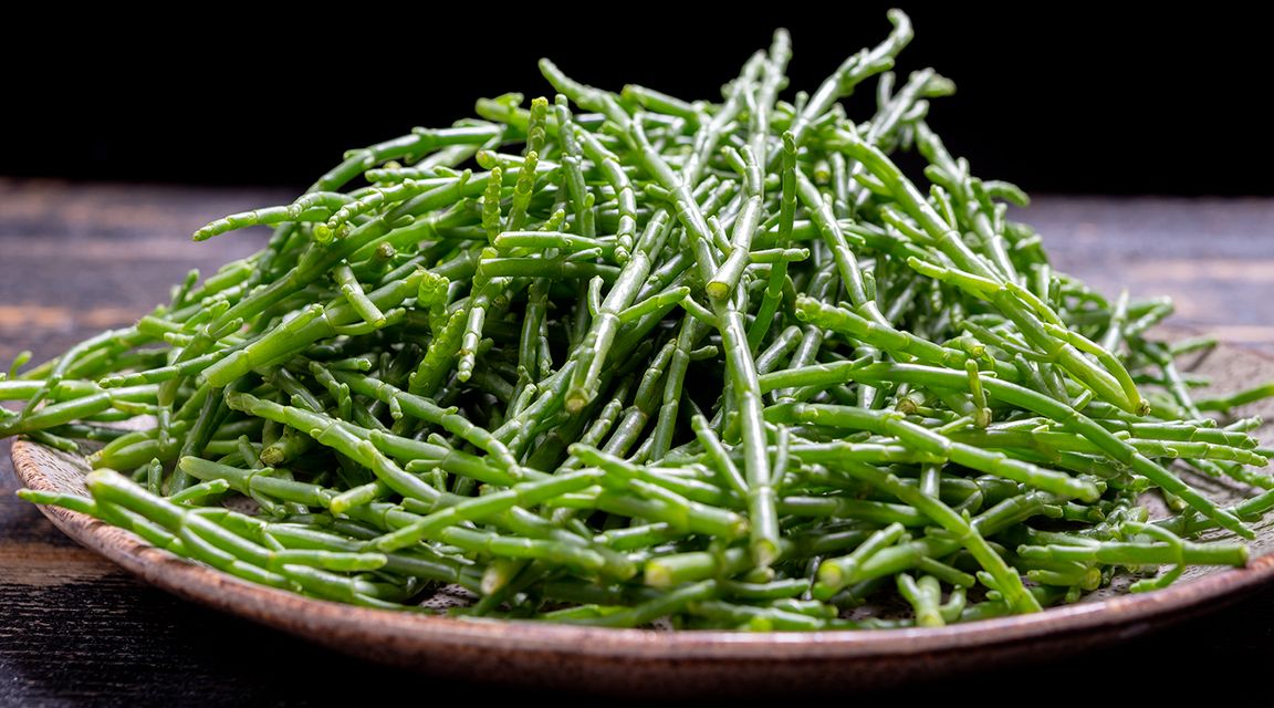 Salicornia di Mare: Cosa Devi Sapere sull’Asparago di Mare | Foodoteka