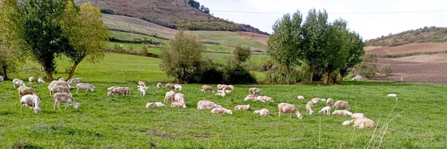 Vendita Online Agnello Laticauda Presidio Slow Food | Foodoteka