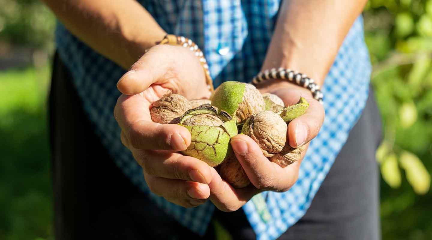 Noci Biologiche Italiane | Foodoteka