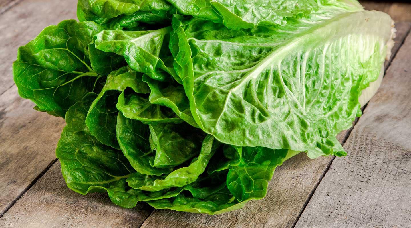 Lattuga Romana: Tutto Quello che Devi Sapere – Foodoteka | Foodoteka