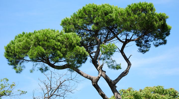 Pinoli Italiani – Il Re è Quello di Pisa | Foodoteka